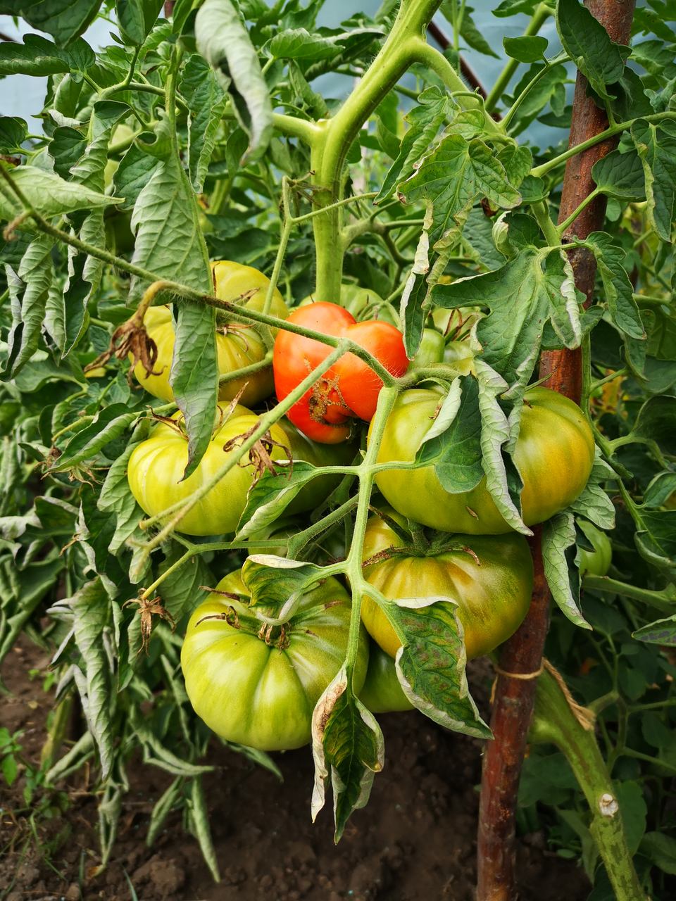 Pomidor Brutus - odmiana o ogromnych owocach